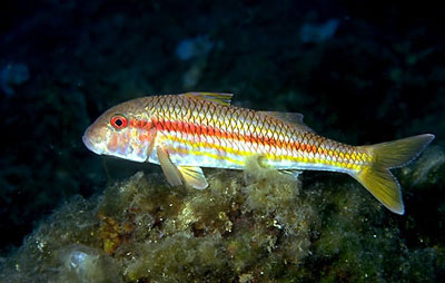 La Triglia di scoglio - Dove vive, caratteristiche